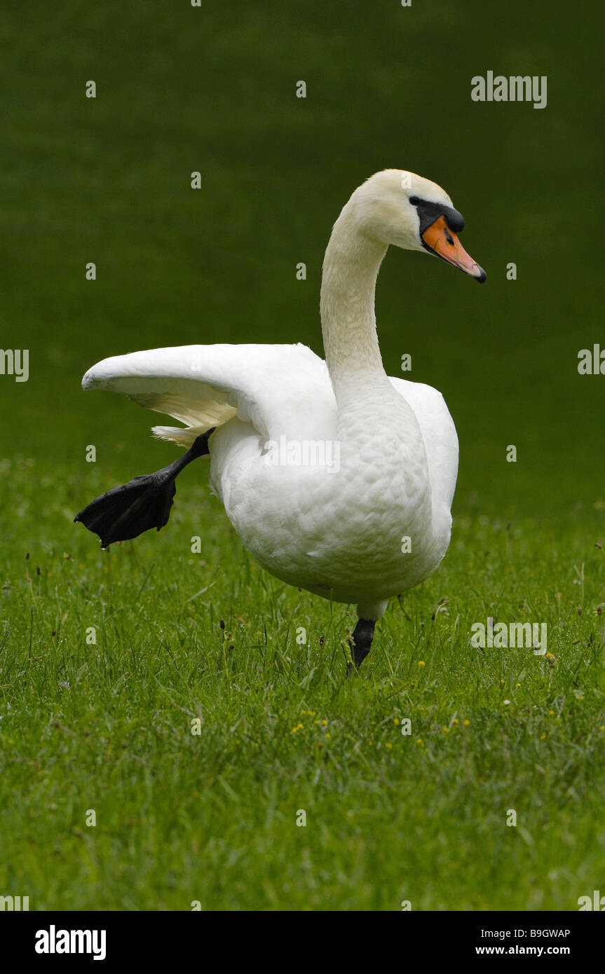 Hump-swan Cygnus olor meadow running series animal knows bird duck-bird ...