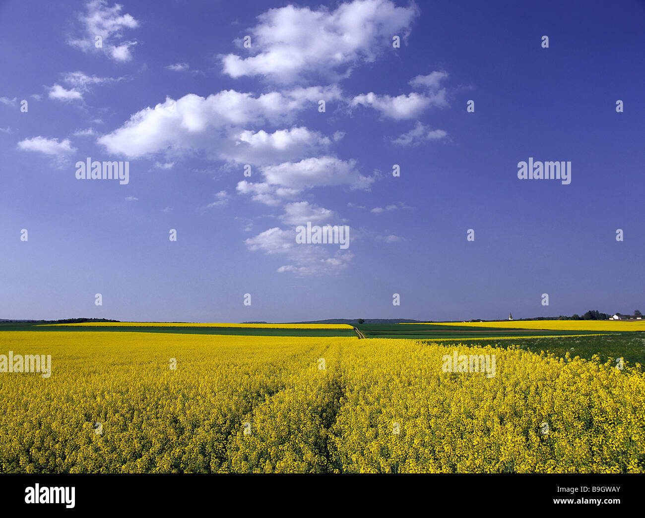 rape field summer clouded sky field-landscape plants useful plants ...