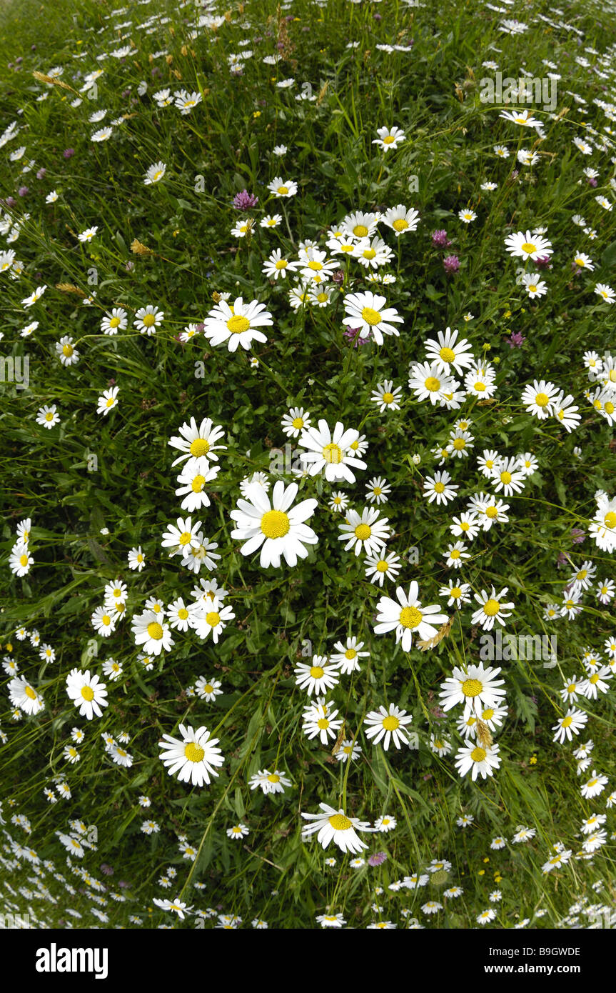 Proliferating plants hi-res stock photography and images - Alamy