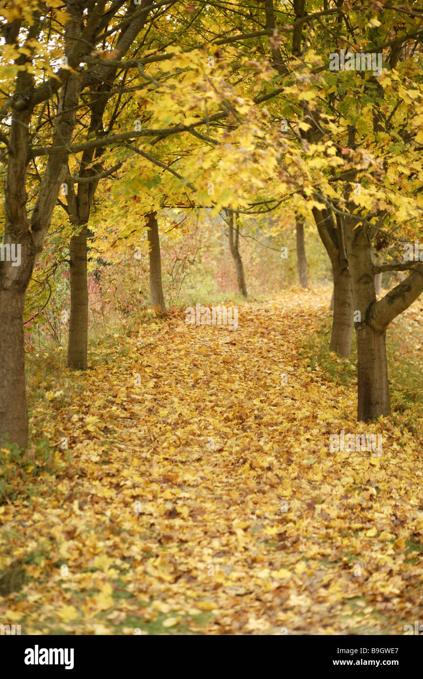Park forest path autumn Stock Photo - Alamy