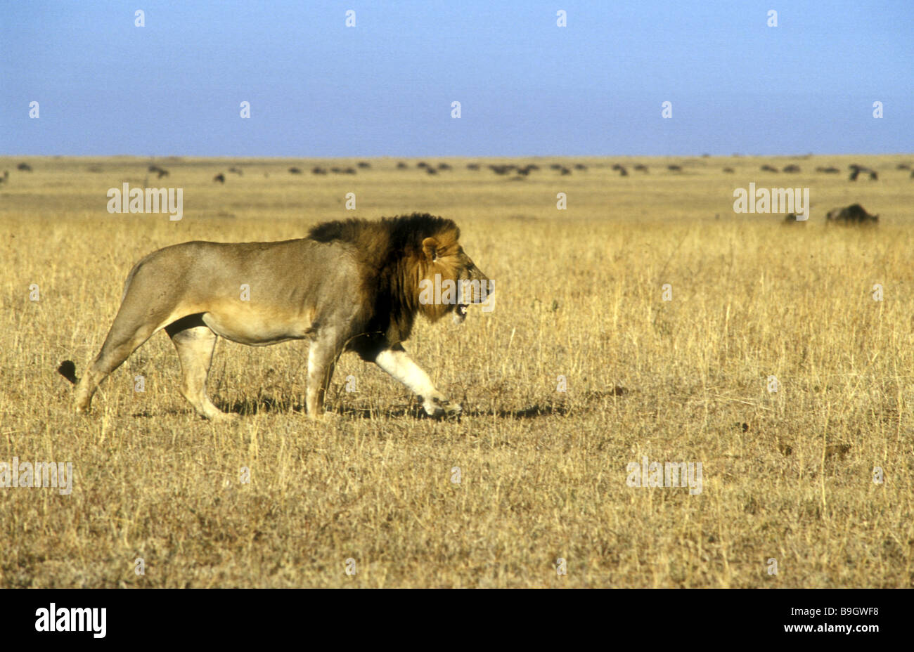 Mature male lion with fine dark mane striding across savannah grassland ...