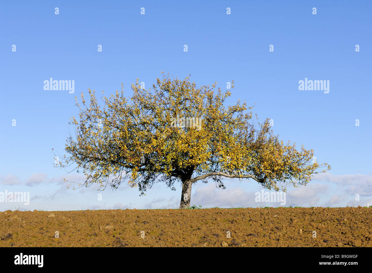 Apple tree autumn field broad-leafed tree detached tree nature fruit ...