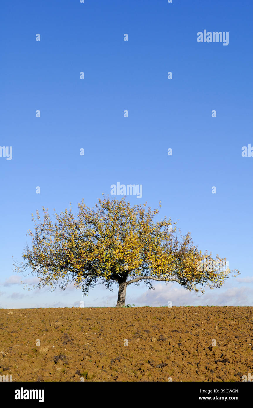 Apple tree autumn field broad-leafed tree detached tree nature fruit ...