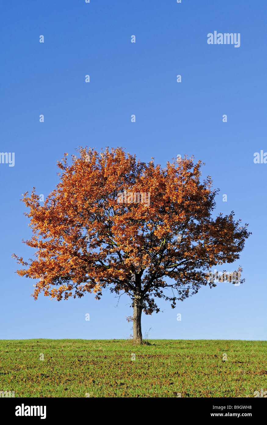 Steed-chestnut Aesculus hippocastanum autumn tree solitaire-tree broad ...