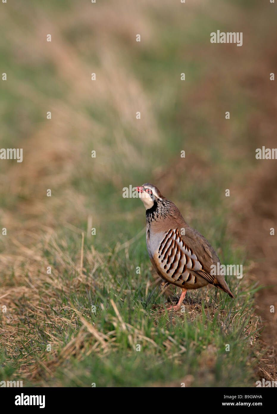 Red-legged Partridge Alectoris rufa Stock Photo - Alamy