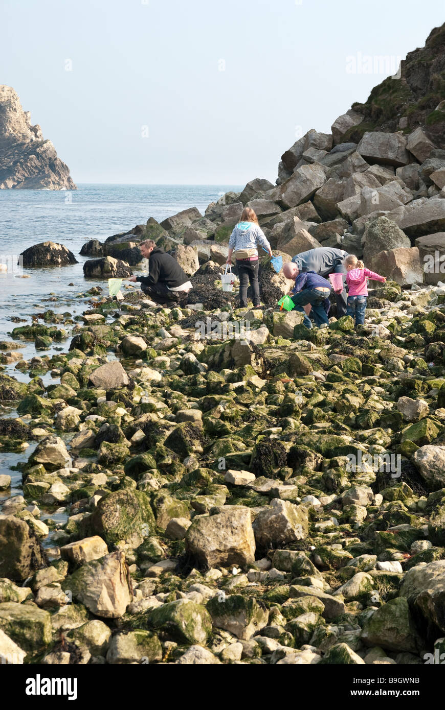 Family investigating rock pools at Lulworth Cove Stock Photo - Alamy