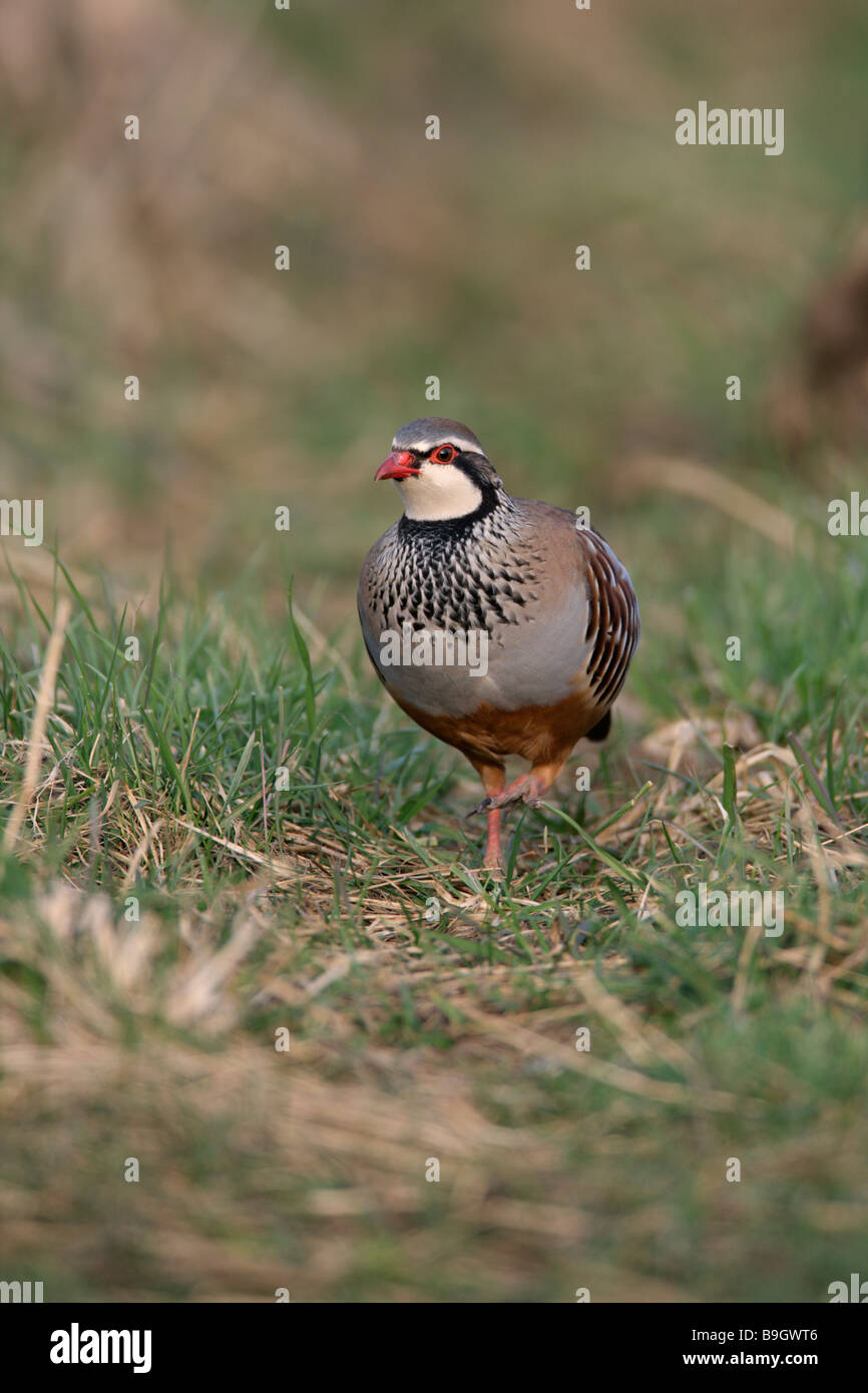 Red-legged Partridge Alectoris rufa Stock Photo - Alamy