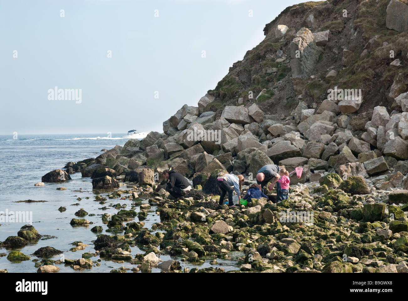 Family investigating rock pools at Lulworth Cove Stock Photo - Alamy