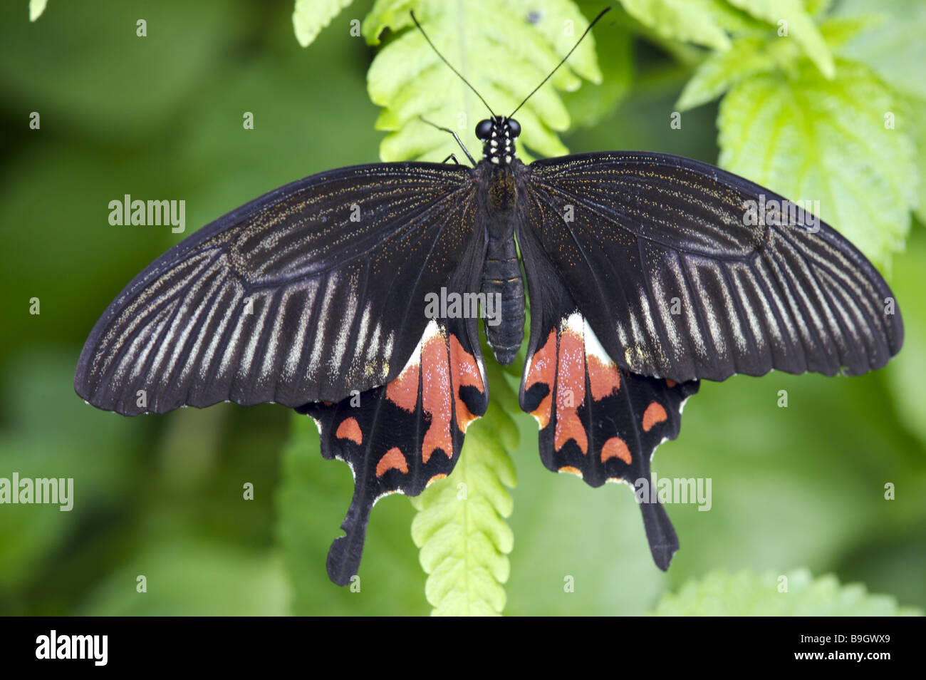 Red Swallowtail Butterfly