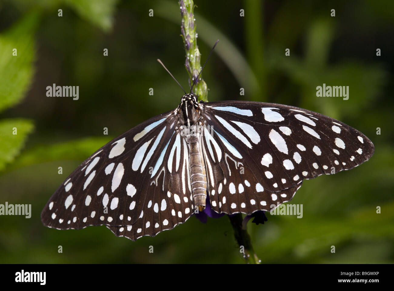 Filigree butterfly hi-res stock photography and images - Alamy