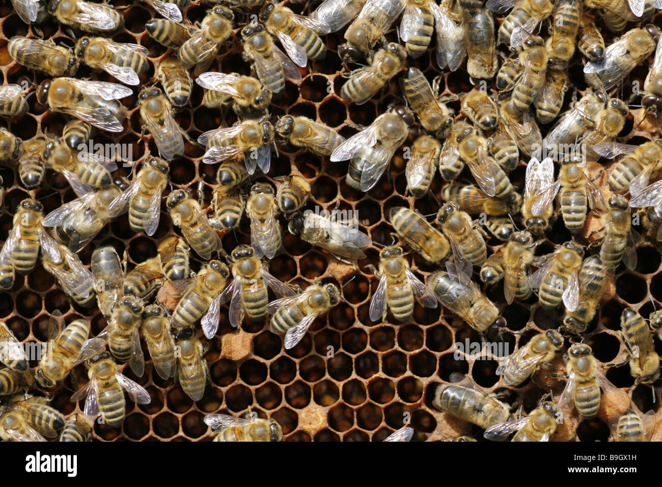 Bees Apis Mellifera Stock Photo - Alamy