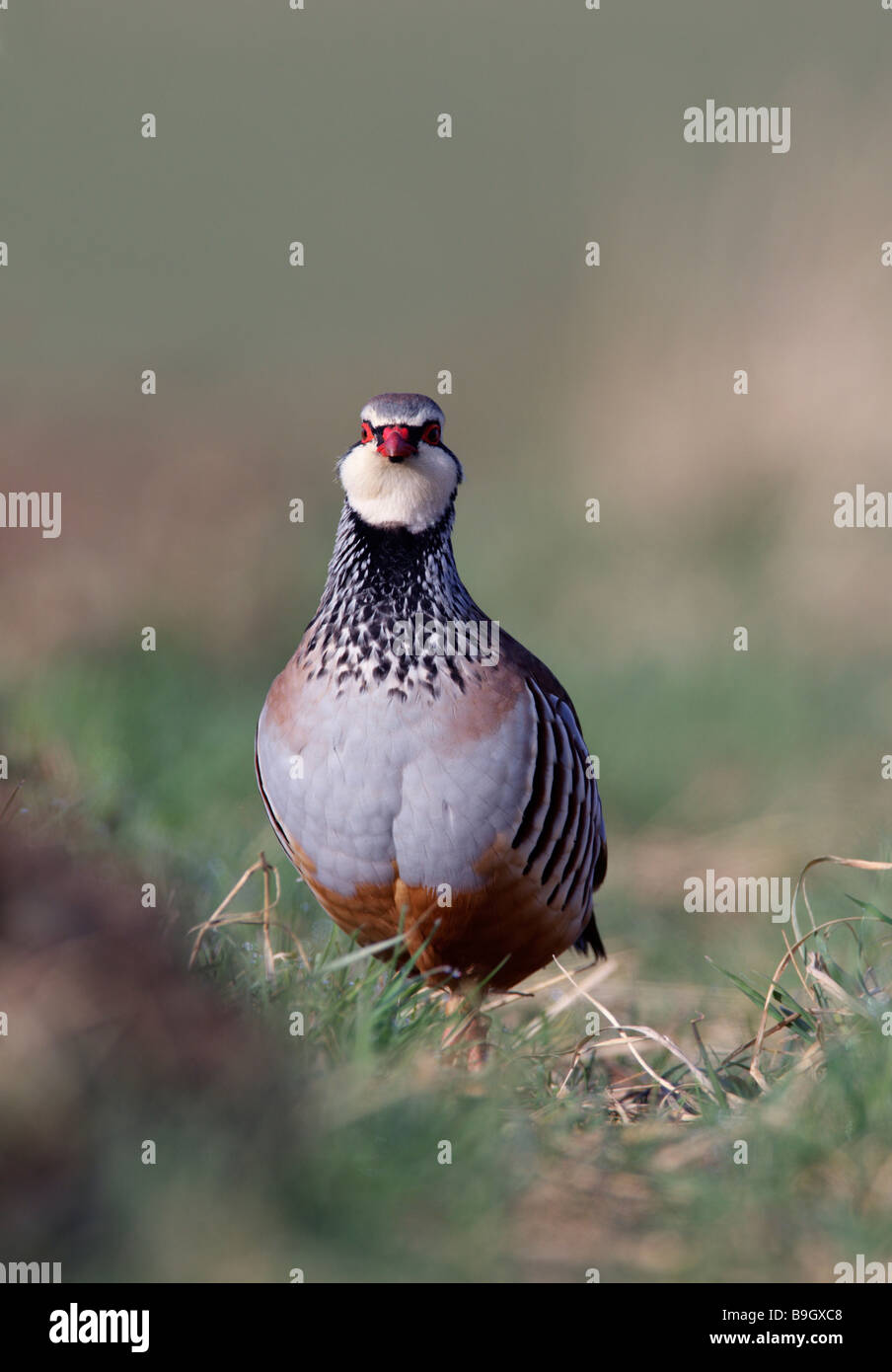 Red-legged Partridge Alectoris rufa french Stock Photo - Alamy