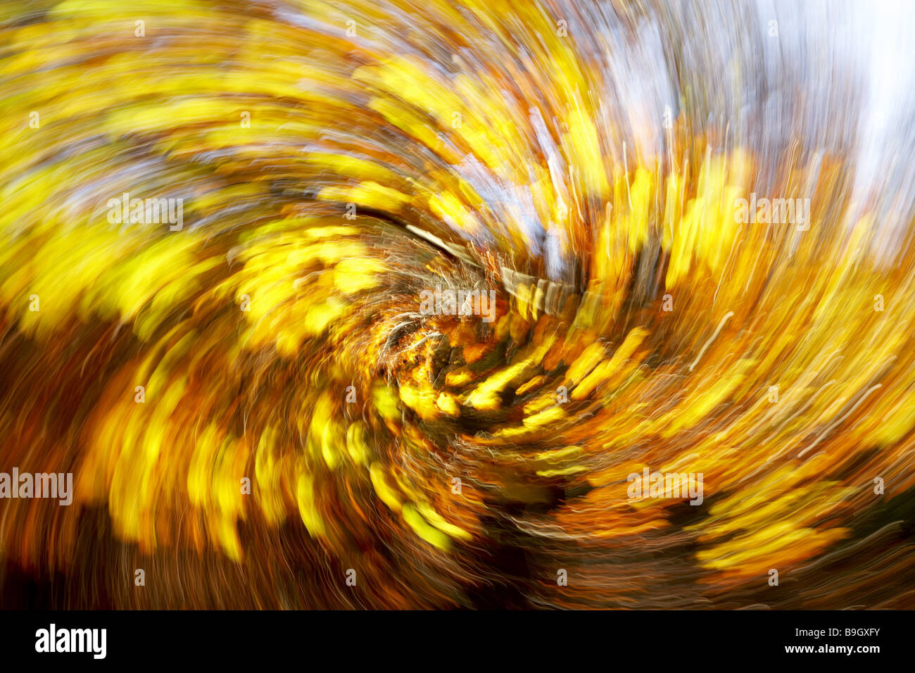 heaven trees fall foliage blurs effects fuss verwirbelt spin broad ...
