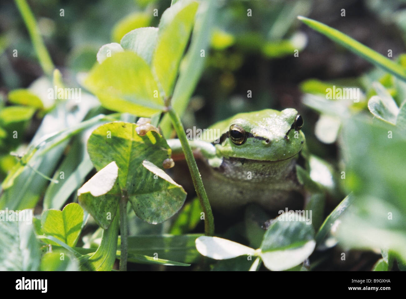 Foliage-frog Hyla arborea clover nature Wildlife animal wild animal ...