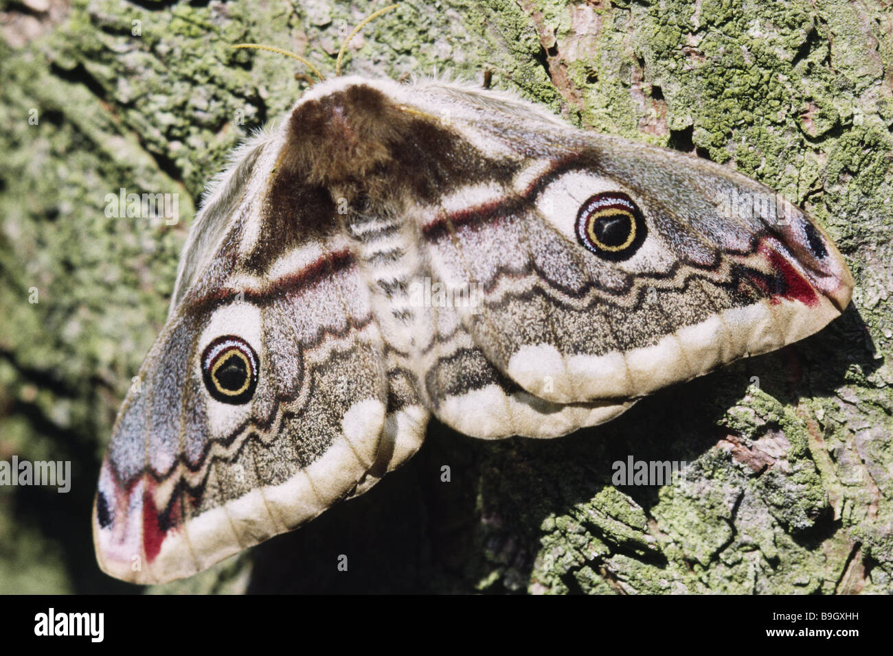 Little one emperor moth Saturnia pavonia females nature Wildlife animal ...