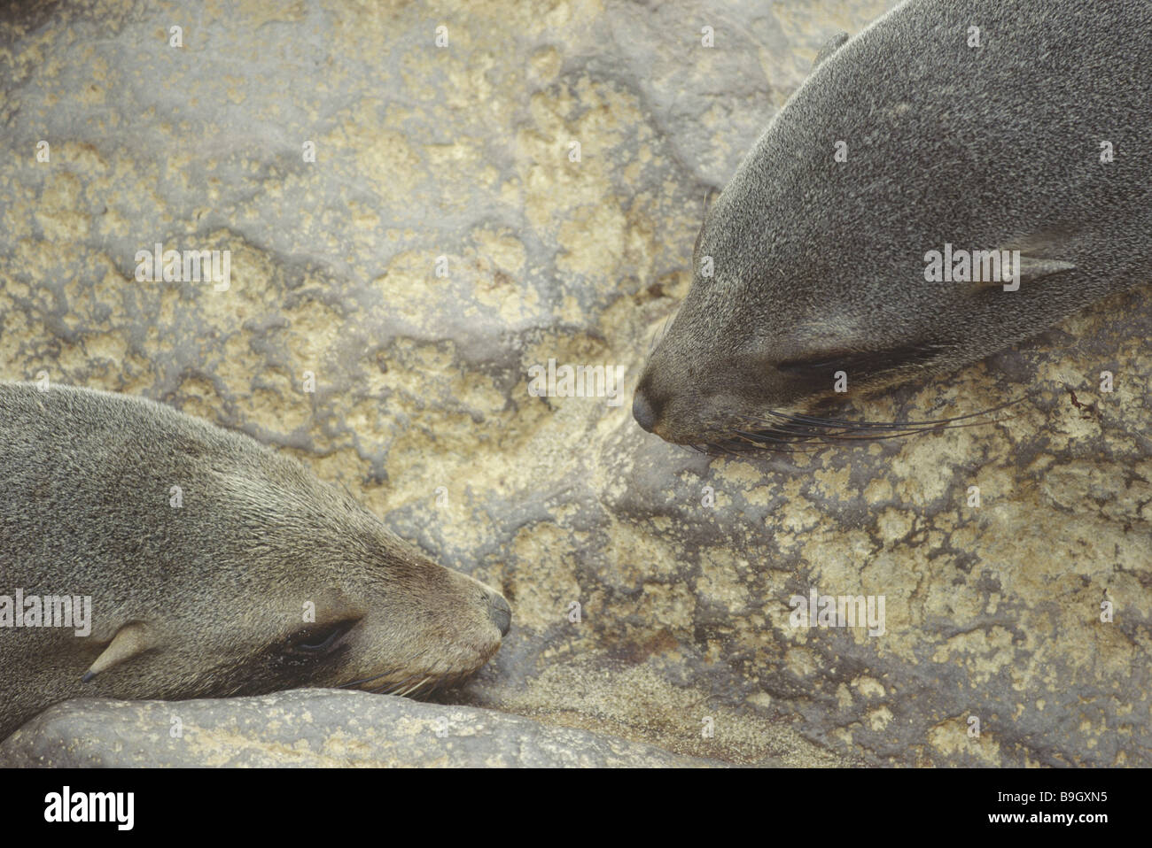 South African sea-bears Arctocephalus pusillus lying dozes two dwarf ...