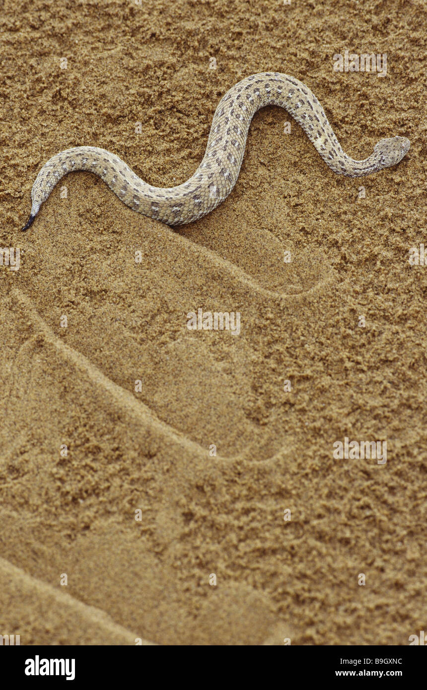 sand Peringuey-desert-otter Bitis peringueyi dwarf-thump-otters adult ...