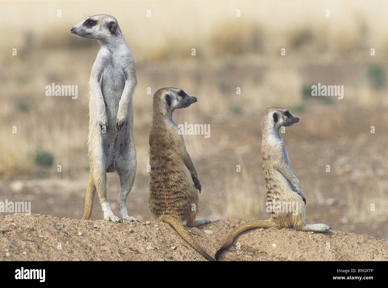suricate Suricata suricatta group three blur Africa southwest-Africa ...