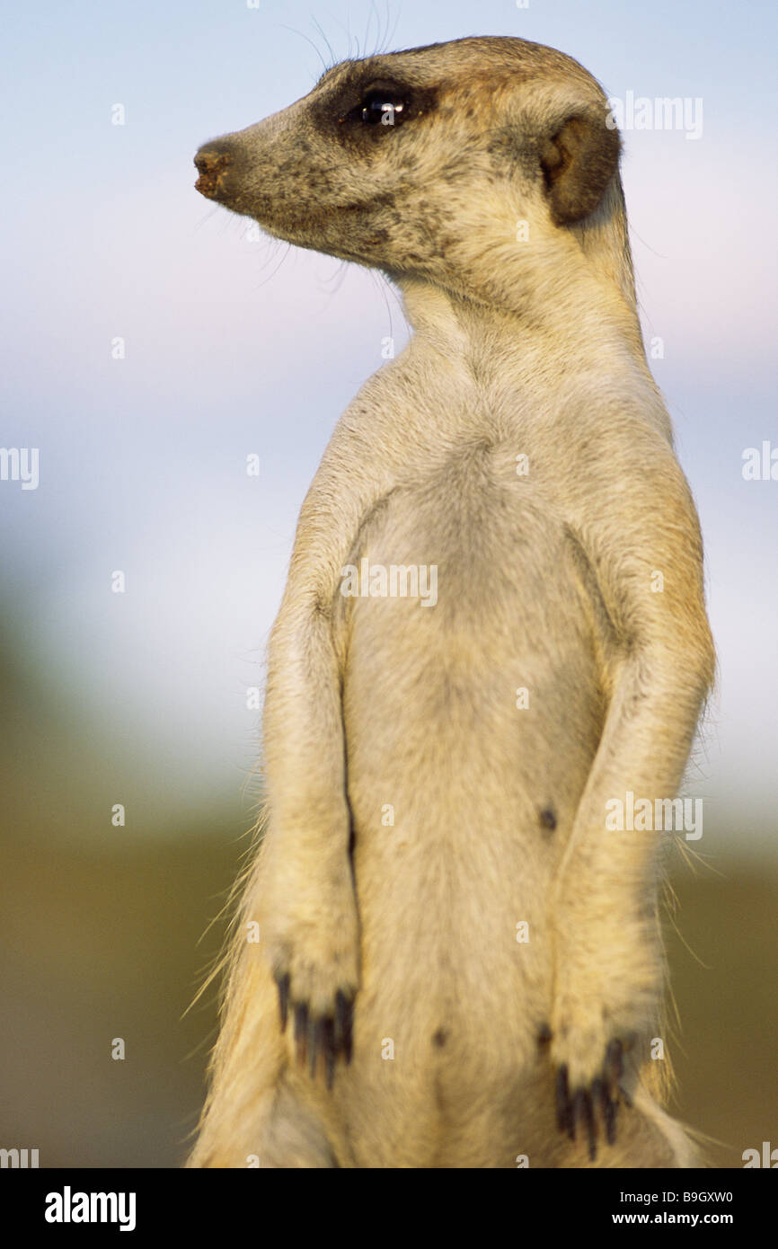 suricate Suricata suricatta semi-portrait Africa southwest-Africa ...