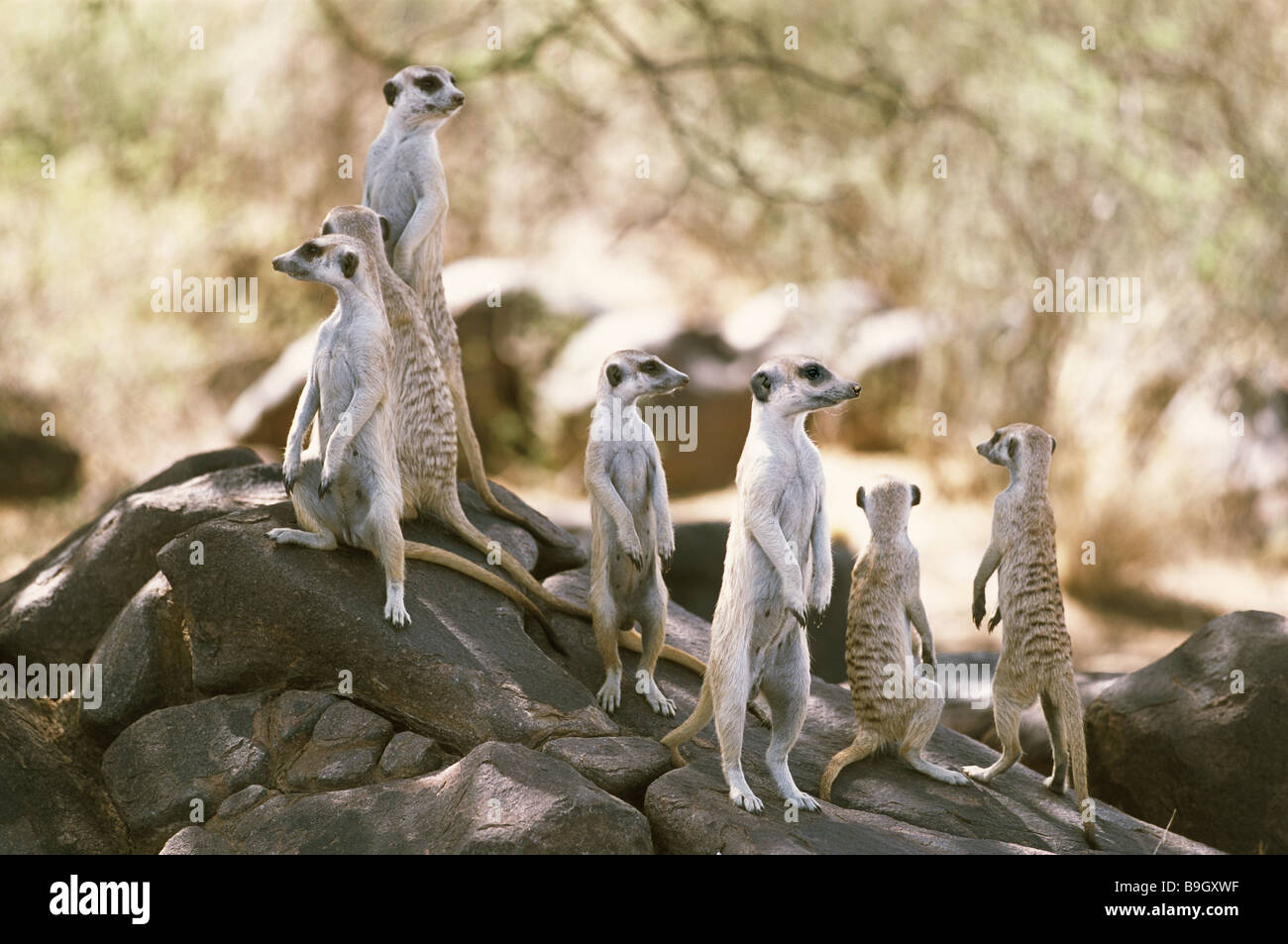 suricate Suricata suricatta group Africa southwest-Africa Namibia ...