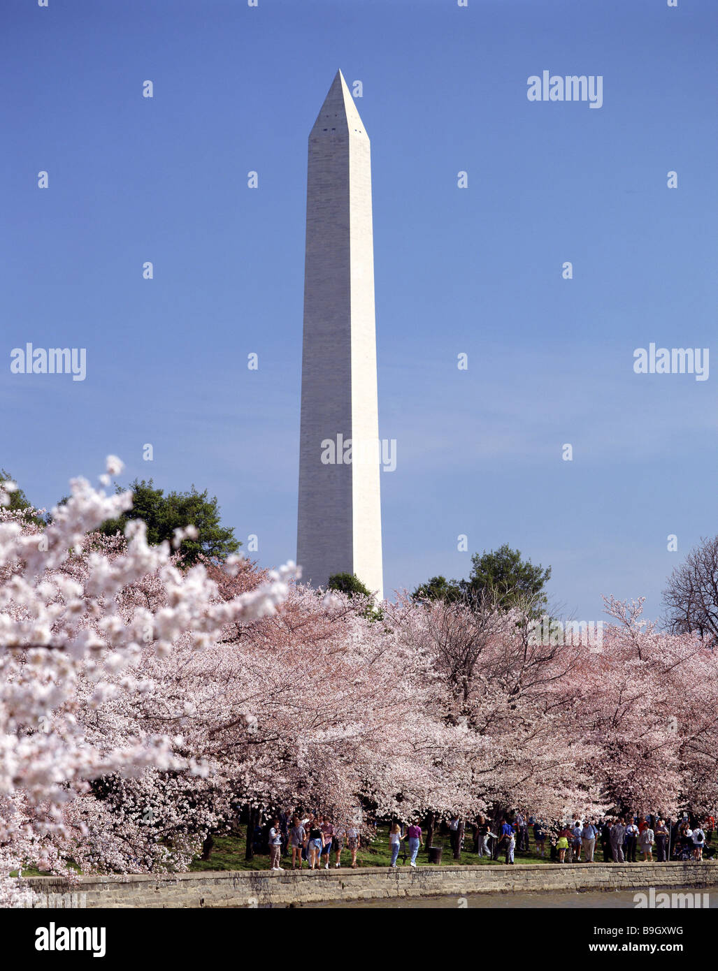 usa Washington DC Washington Monument "obelisk" cherry-trees bloom ...