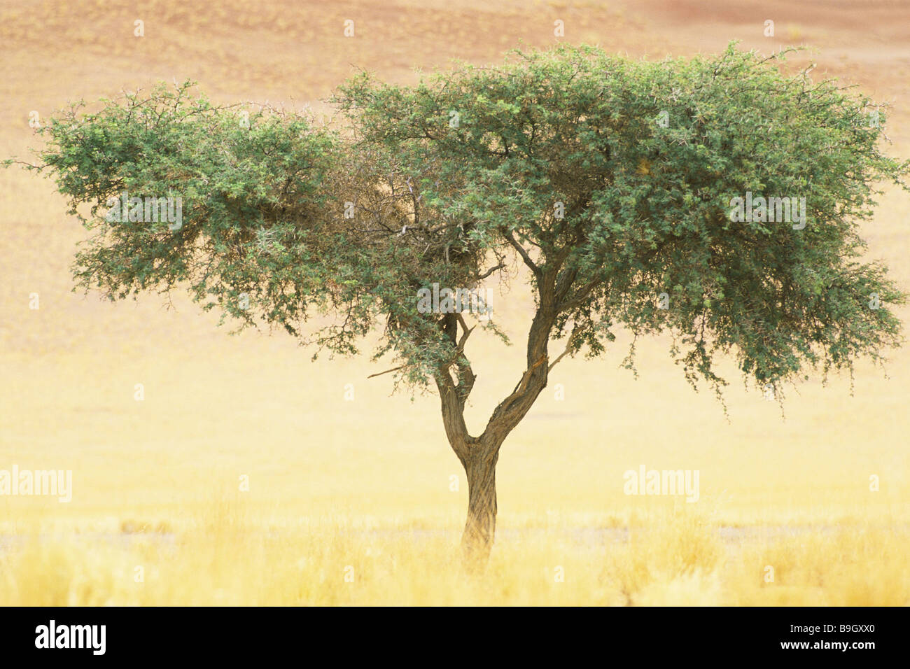 Acacia Acacia erioloba tree Africa southwest-Africa Namibia Tsauchab ...