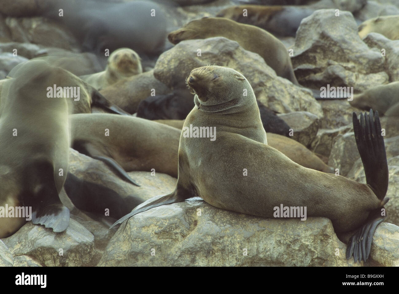 Dwarf sea bears hi-res stock photography and images - Alamy