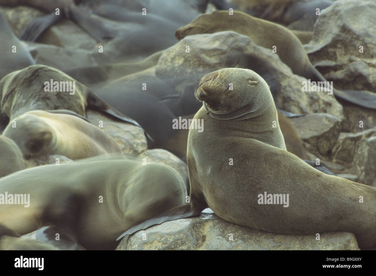 South African sea-bears Arctocephalus pusillus stones resting dwarf-sea ...