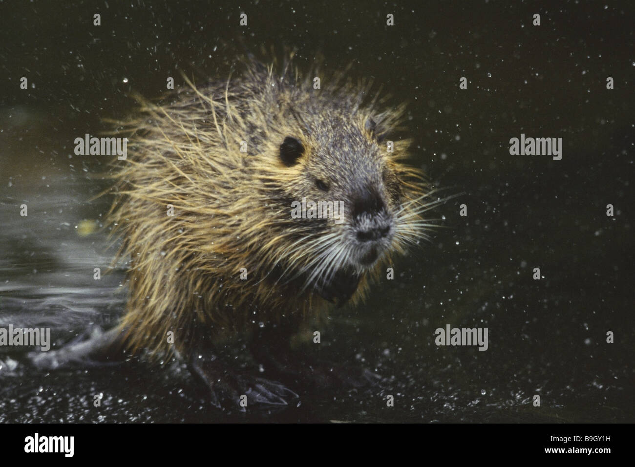 Nutria Myocastor coypus riversides shake series beaver swamp-beavers ...