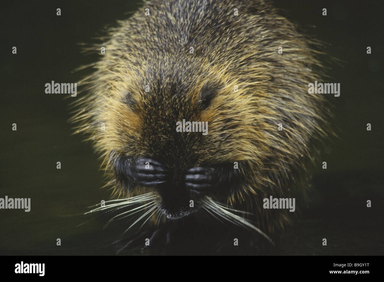 Nutria Myocastor coypus paws eyes series keep closed beaver swamp ...