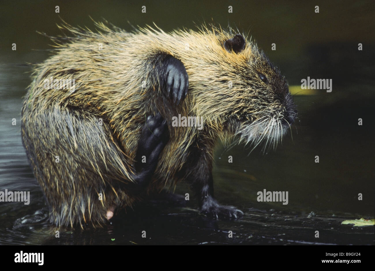 Nutria Myocastor coypus scratch cleaning riversides series beaver swamp ...