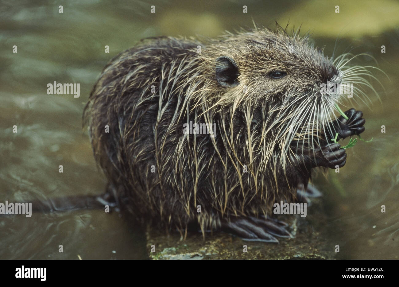 Nutria Myocastor coypus wet eating riversides series beaver swamp ...