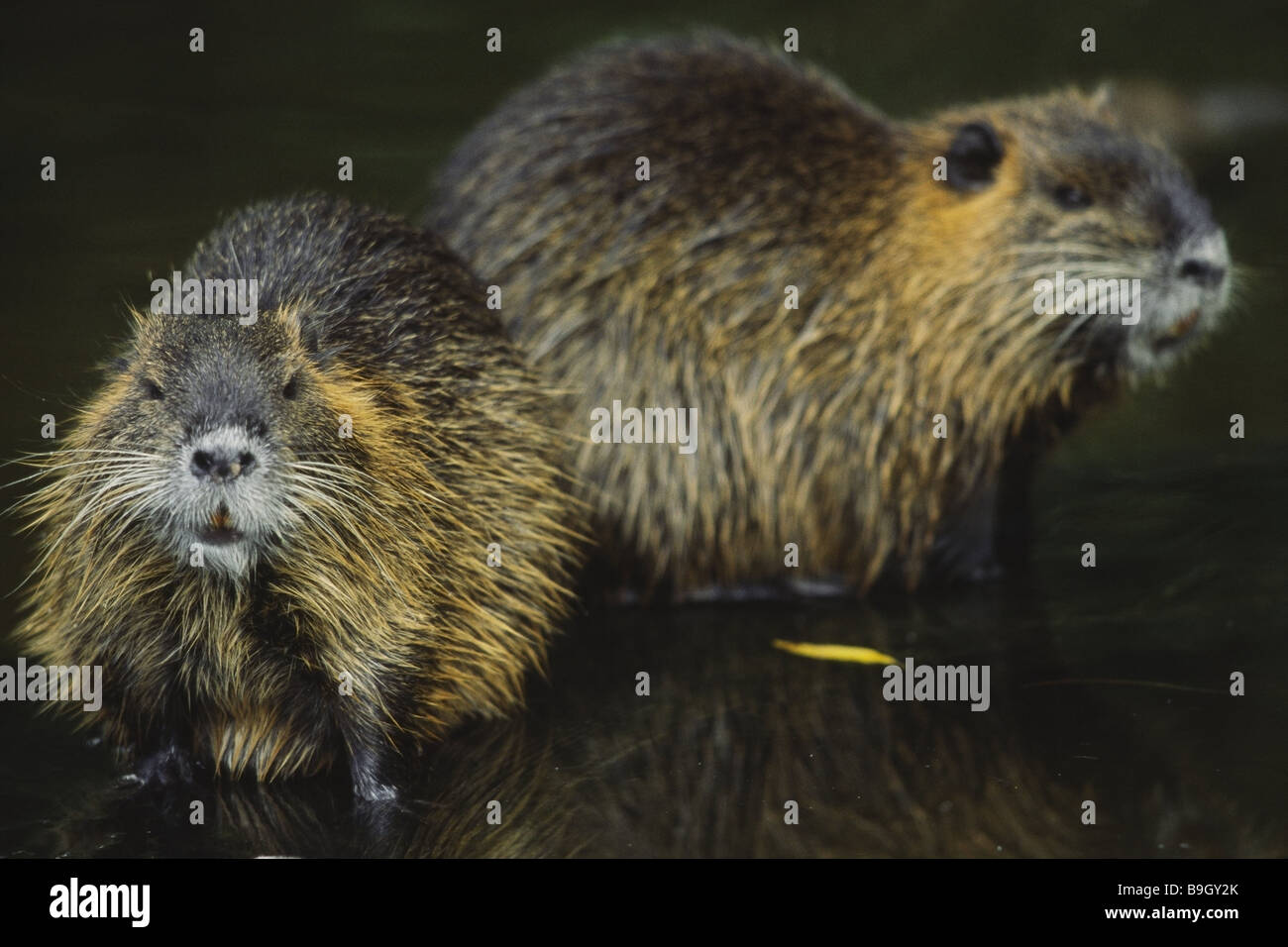 Nutrias Myocastor coypus riversides series beavers swamp-beavers tail ...