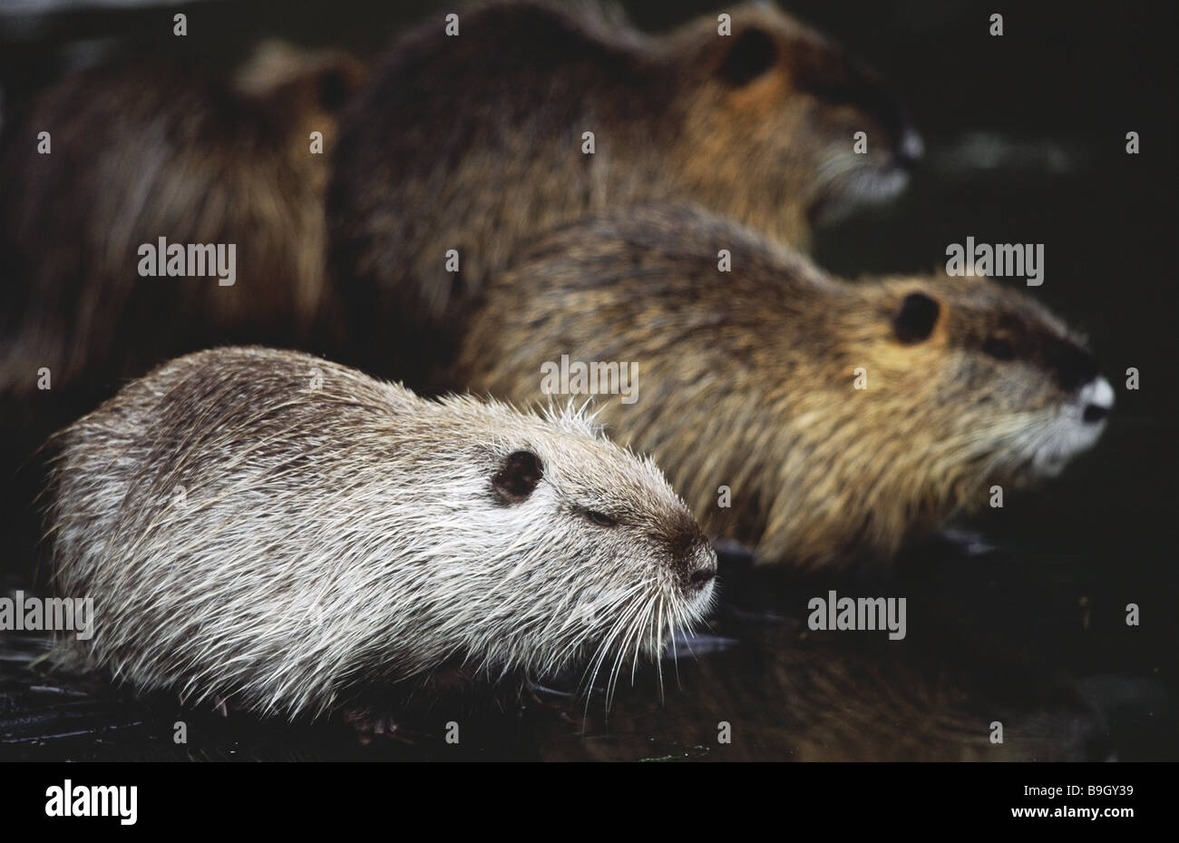 Nutrias Myocastor coypus at the side riversides blur series beavers ...