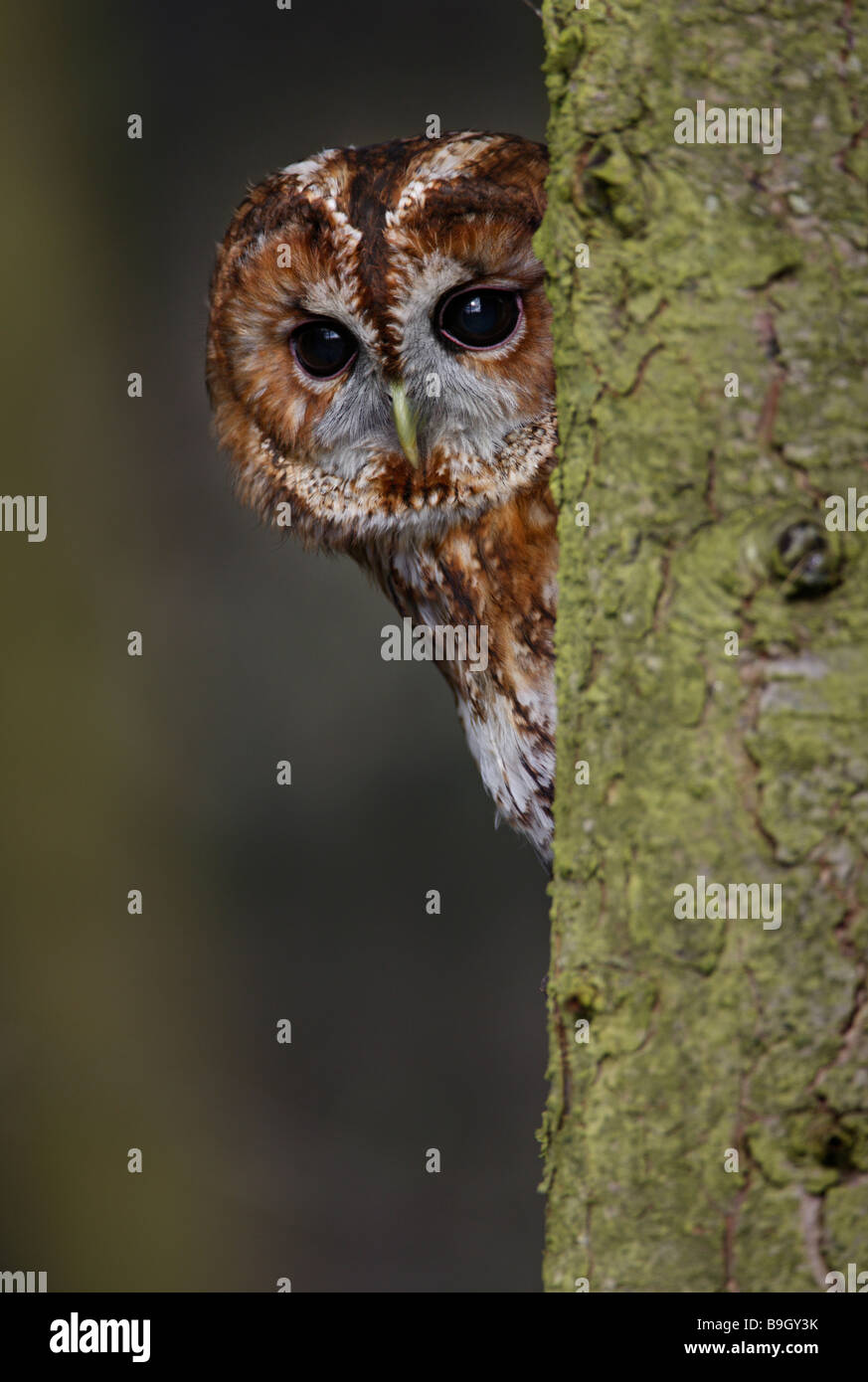 Tawny owl Strix aluco tree look head Stock Photo - Alamy