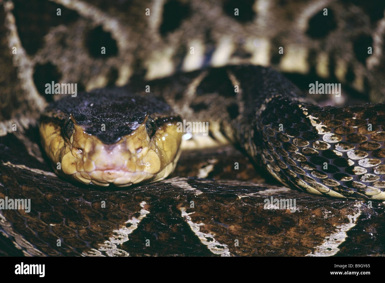 Tericopelo-Lanzenotter Bothrops asper portrait detail animal-portrait ...