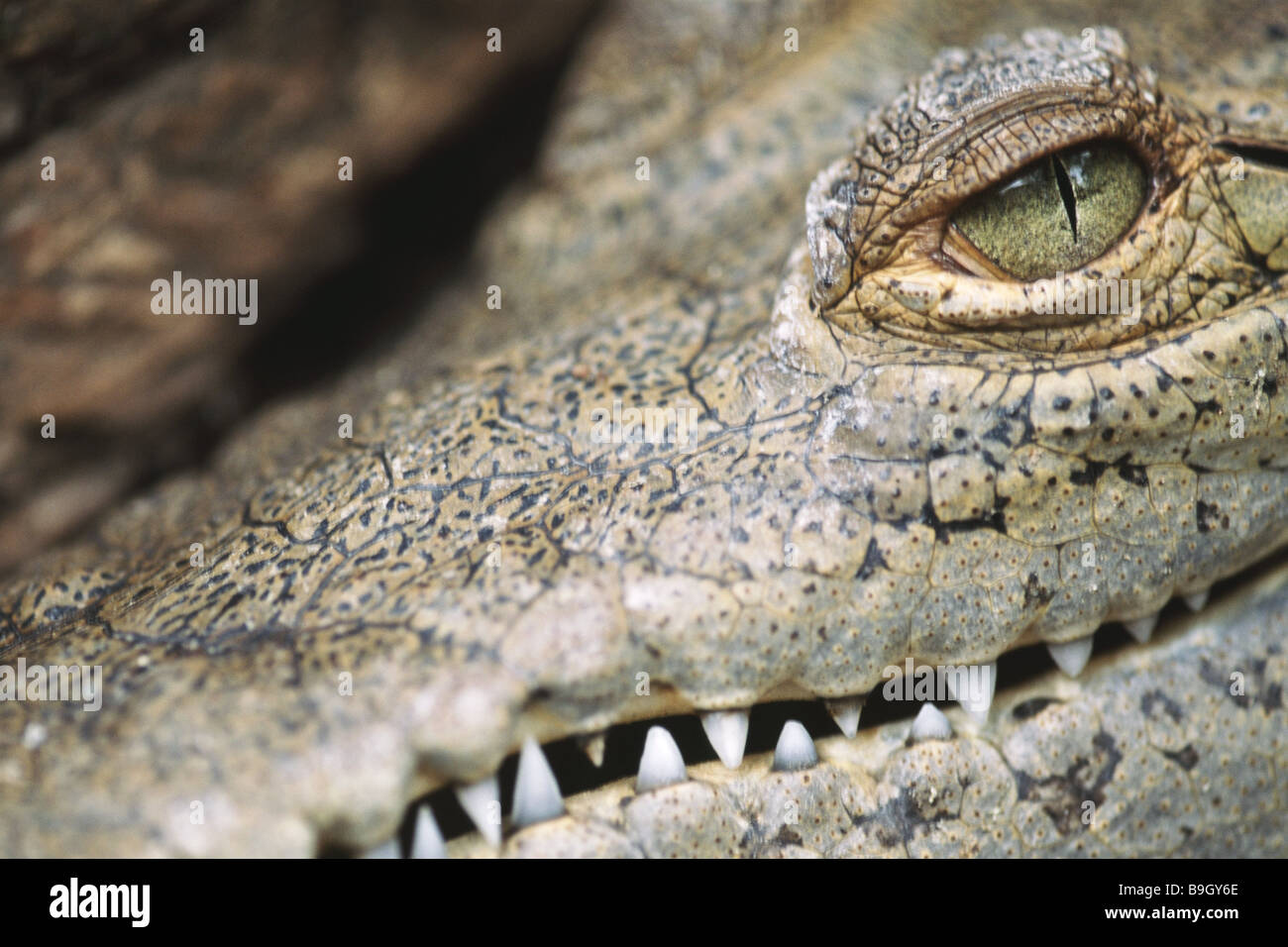 american crocodile Crocodylus acutus eye denture close-up blur series ...