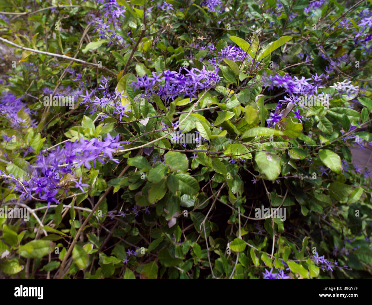 Mauritius national flower hi-res stock photography and images - Alamy