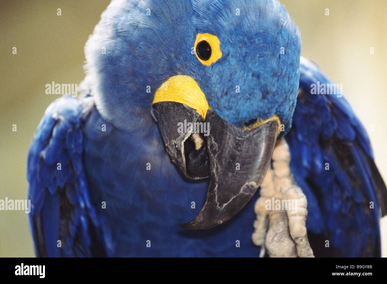 Hyacinth Macaw Anodorhynchus hyacinthinus portrait broached series ...