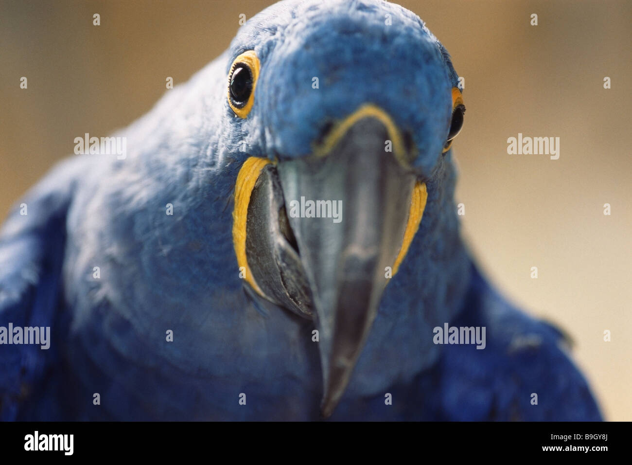 Hyacinth Macaw Anodorhynchus hyacinthinus portrait series animal ...