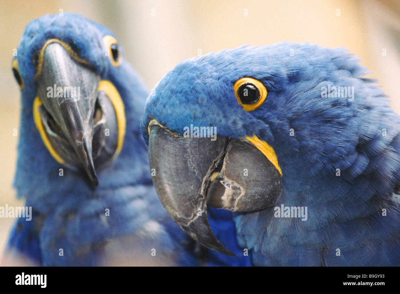 Hyazintharas hi-res stock photography and images - Alamy