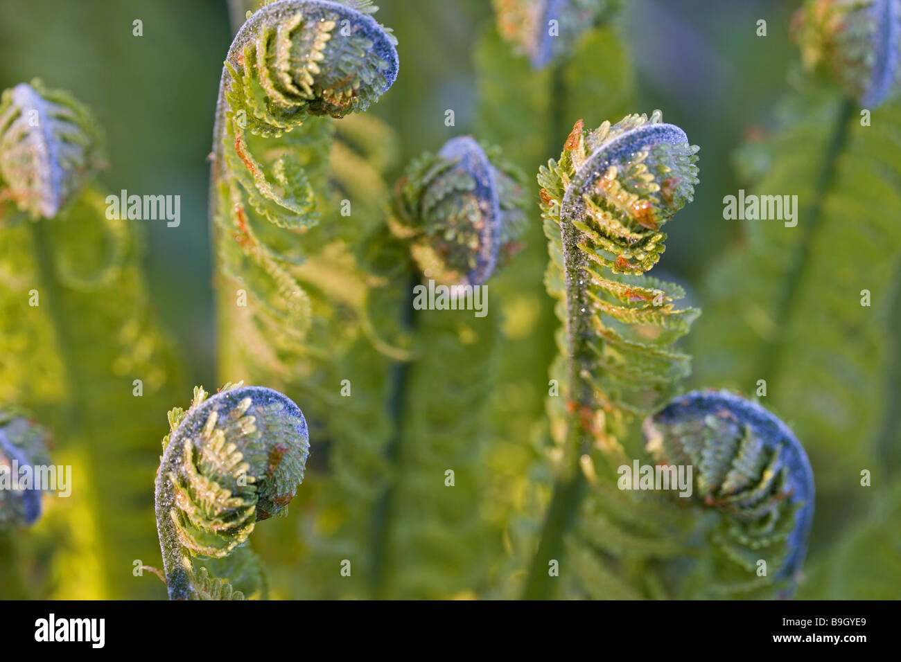 Fern leaf-sprouts detail development series plants fern-plants fern ...