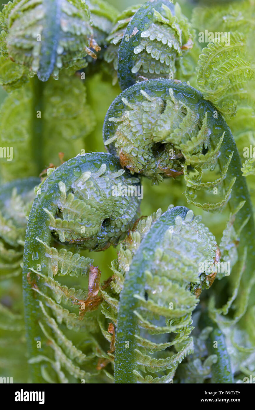 Fern leaf-sprouts detail development series plants fern-plants fern ...