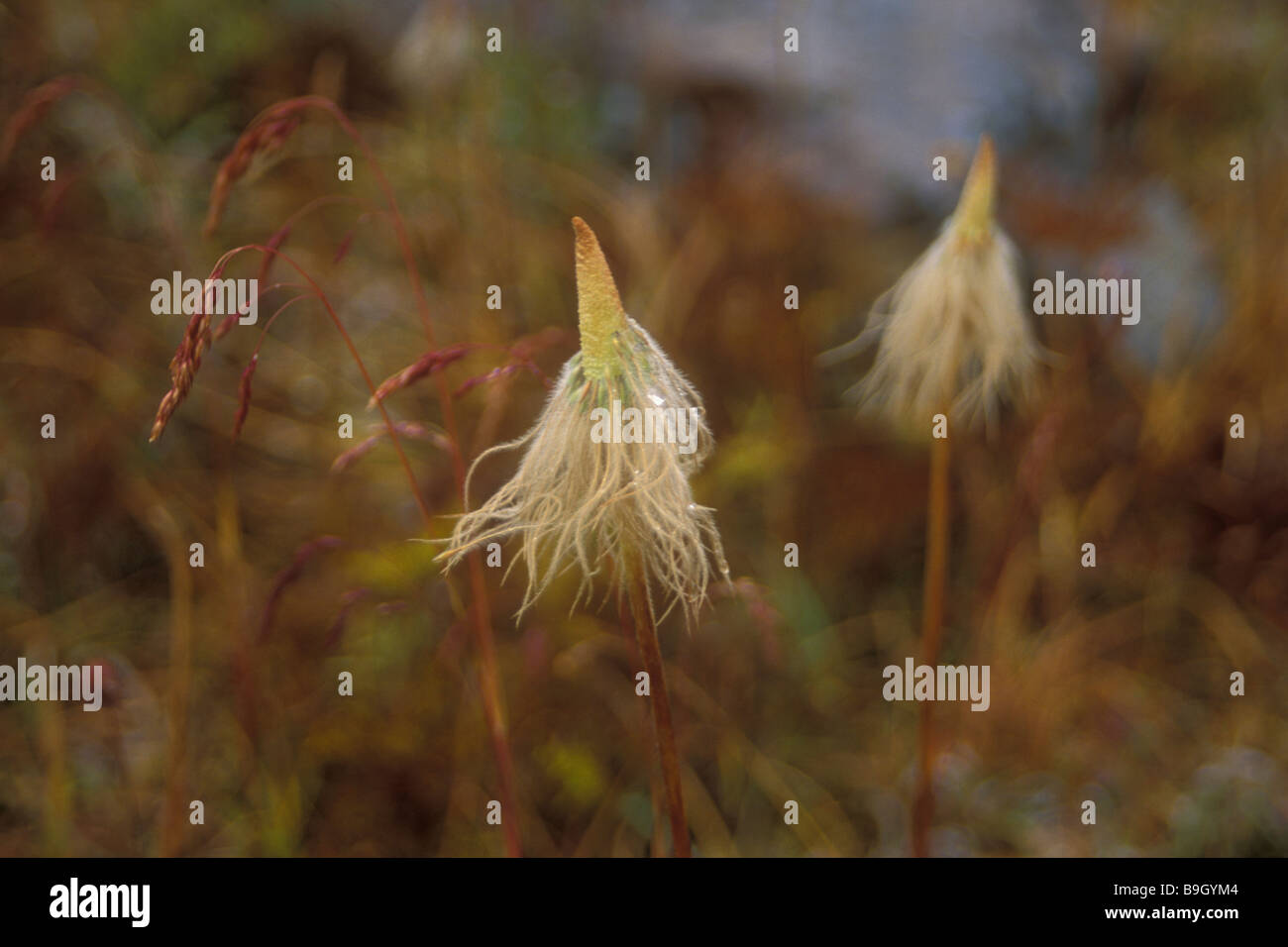 Artistic weeds hi-res stock photography and images - Alamy