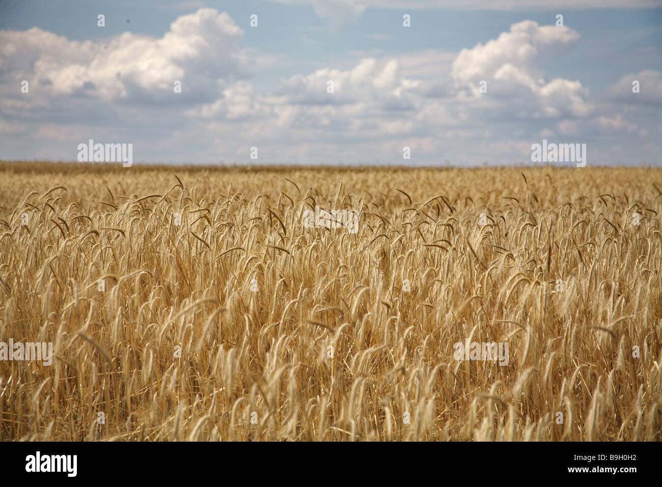 Weichweizen hi-res stock photography and images - Alamy