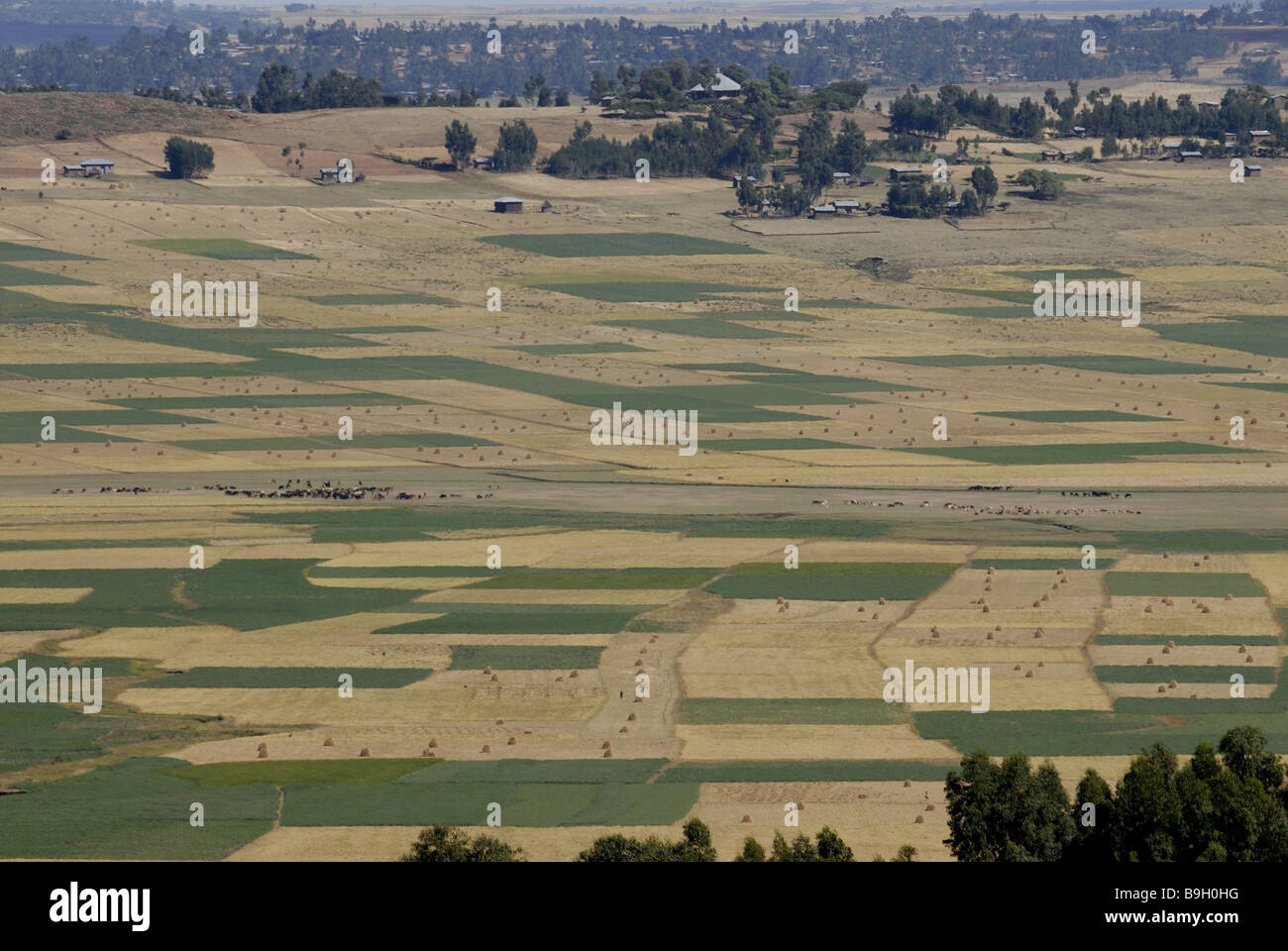 Shewa hi-res stock photography and images - Alamy