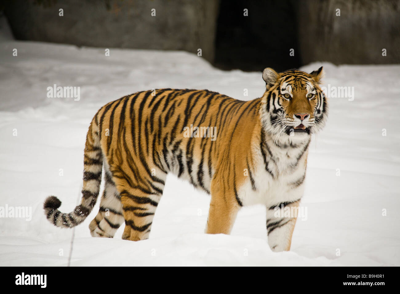 Siberian tiger in winter hi-res stock photography and images - Alamy