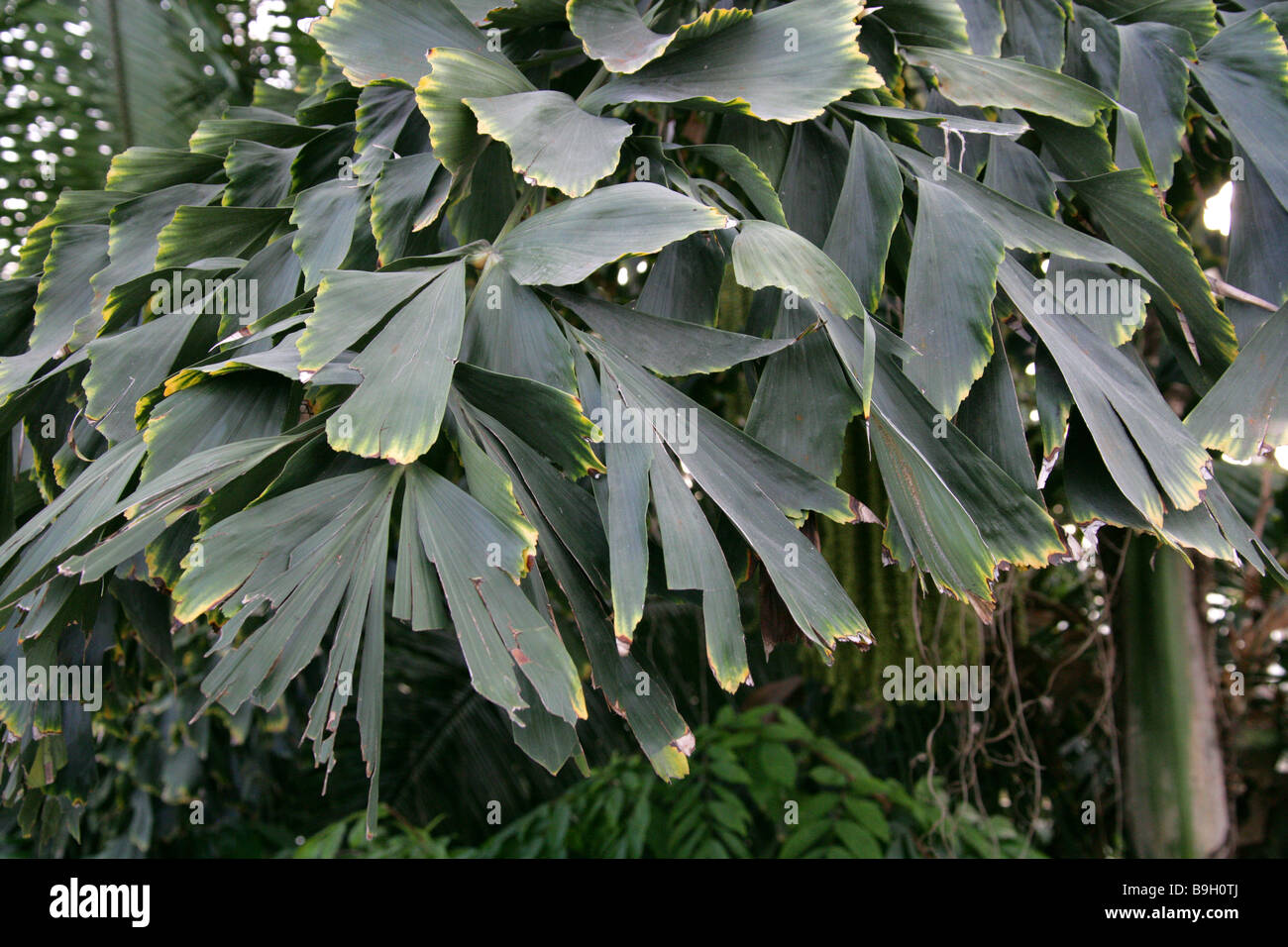 Fishtail Palm aka Albert Palm, Caryota rumphiana, Arecaceae, Western ...