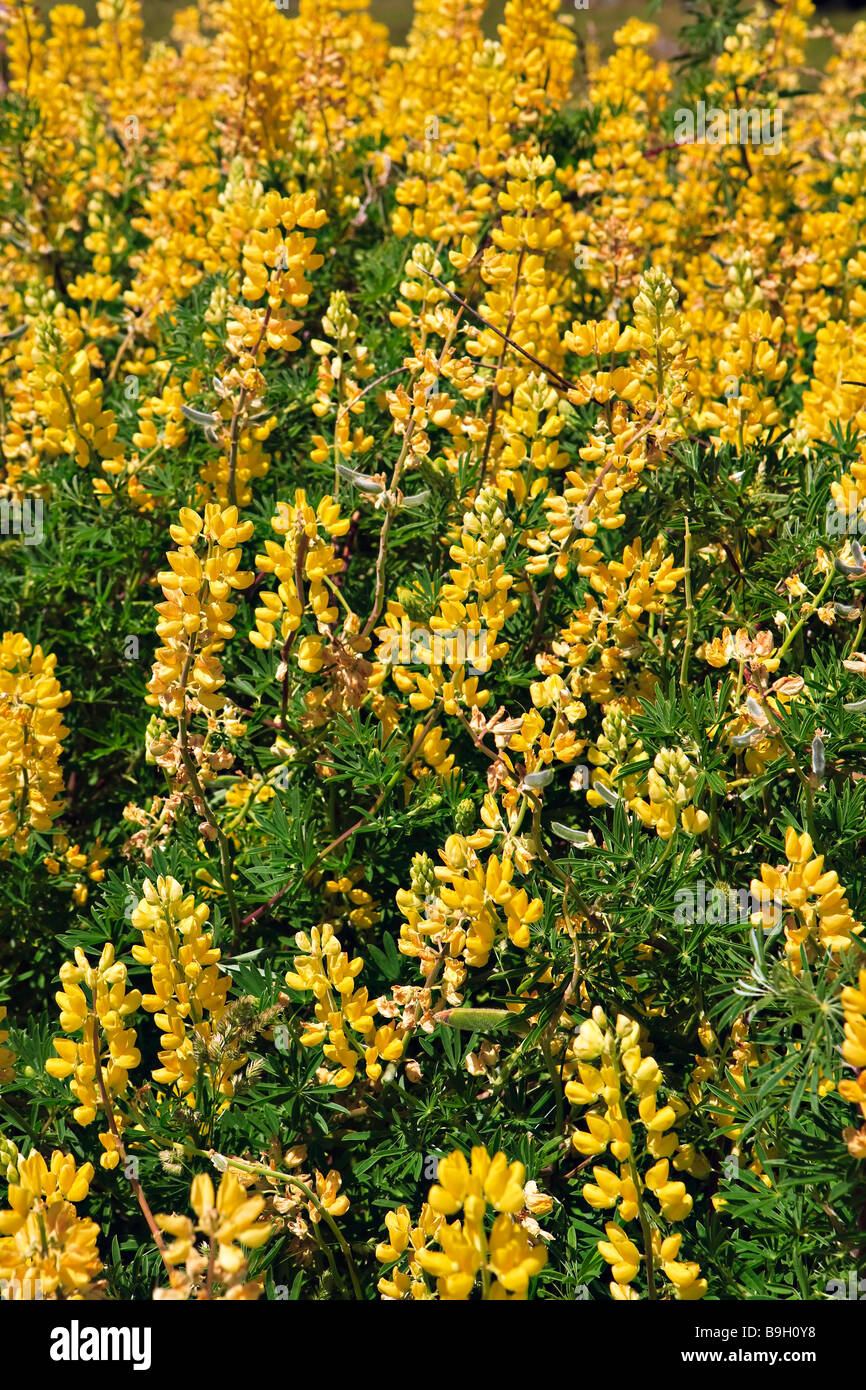 Yellow Tree Lupins Lupinus arboreus Lake Hawea Central Otago South ...