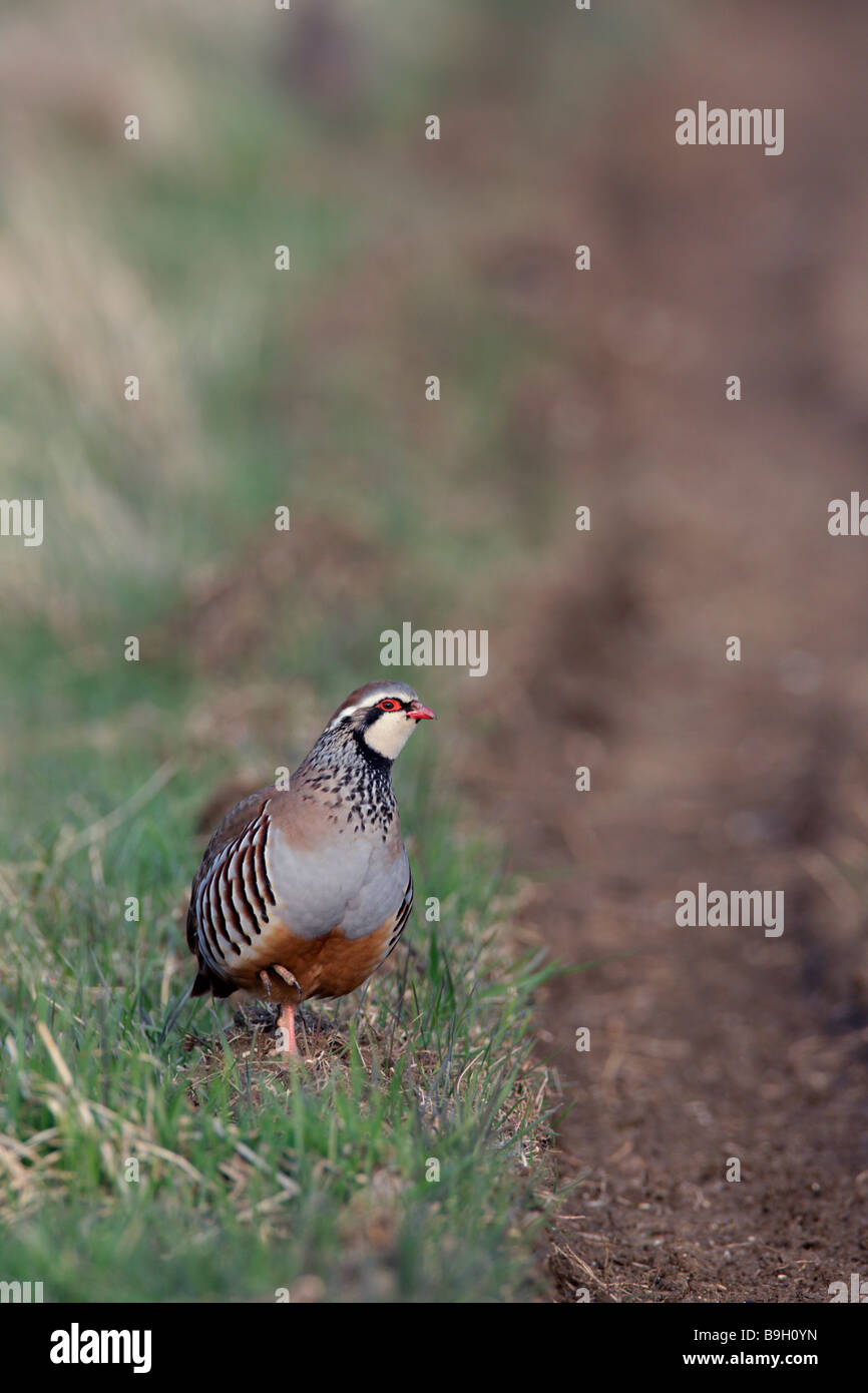 Red-legged Partridge Alectoris rufa Stock Photo - Alamy